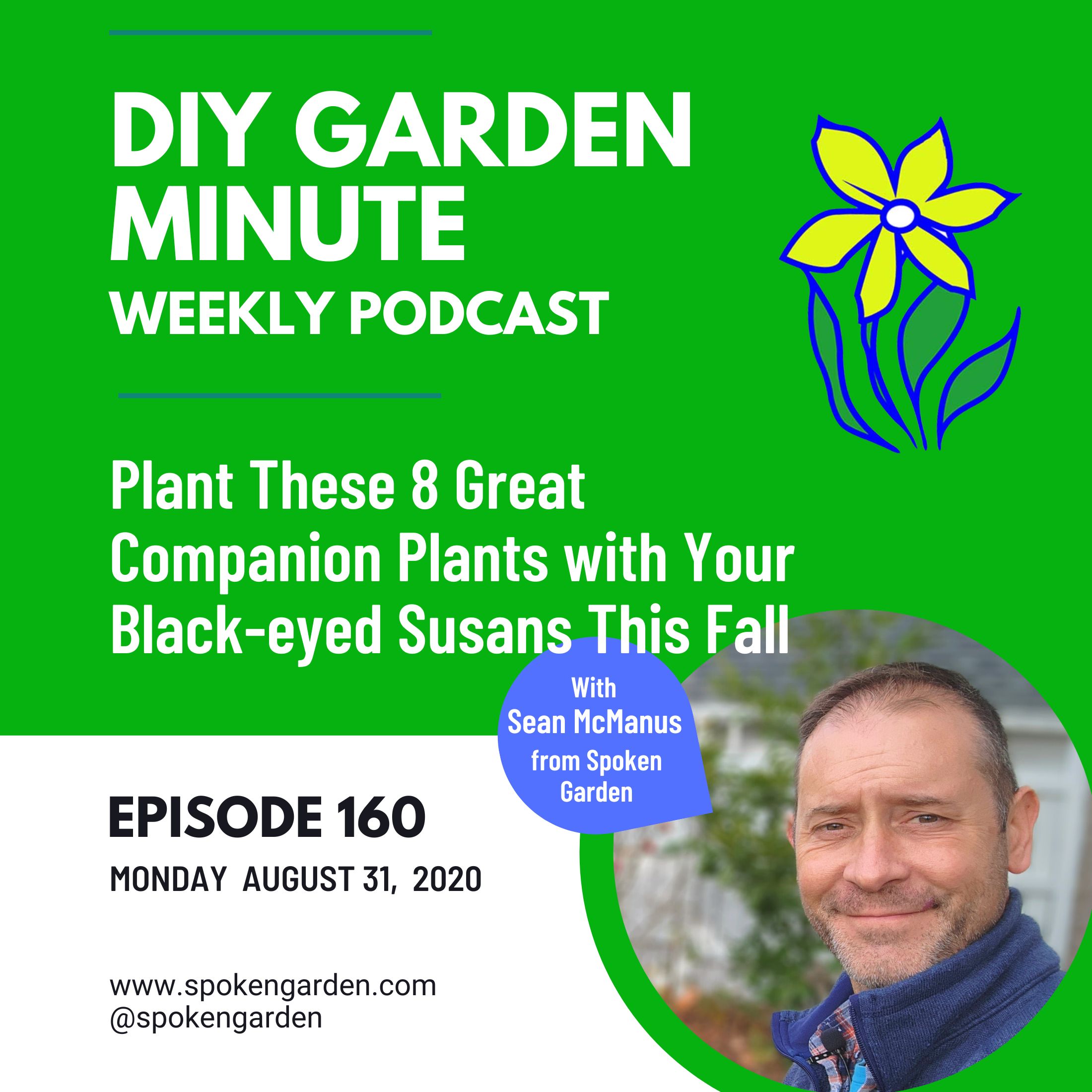 Black-eyed Susan Companion Plants | Spoken Garden