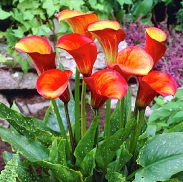 Calla Lily Care: A Mini Plant Profile - DIY Garden Minute Ep. 90 ...